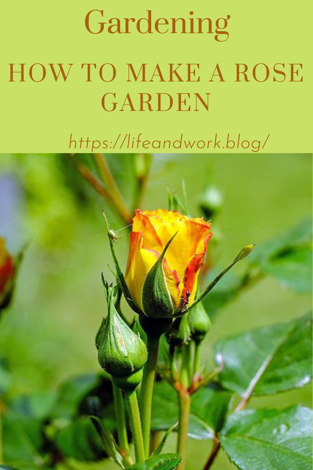 How to Make a Rose Garden