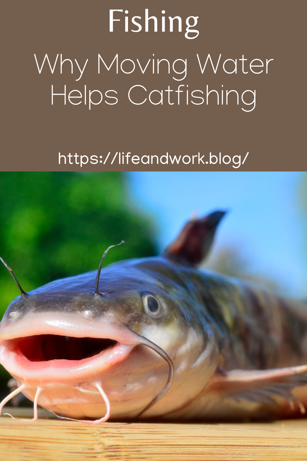 Why Moving Water Helps Catfishing