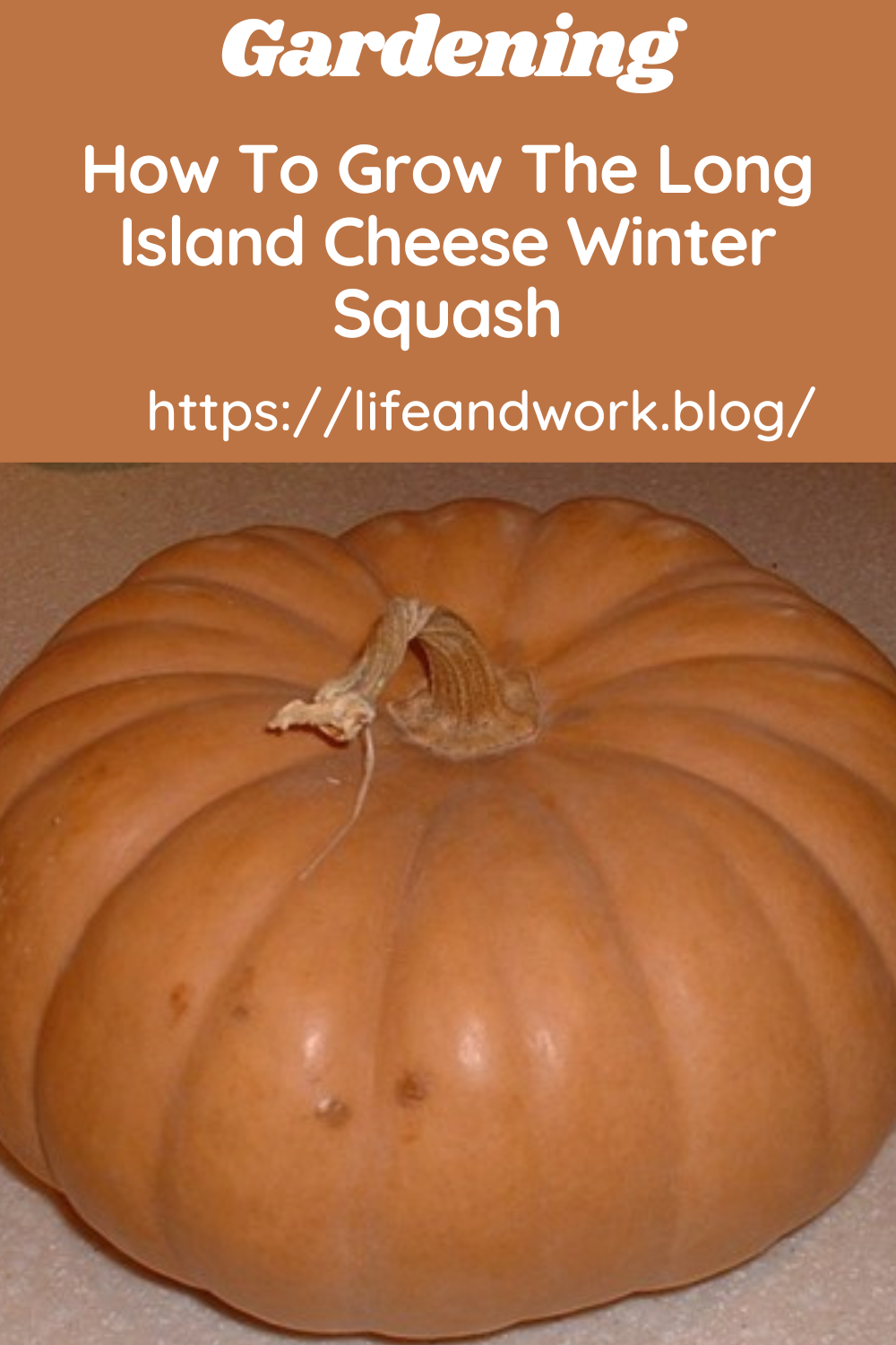 How To Grow The Long Island Cheese Winter Squash