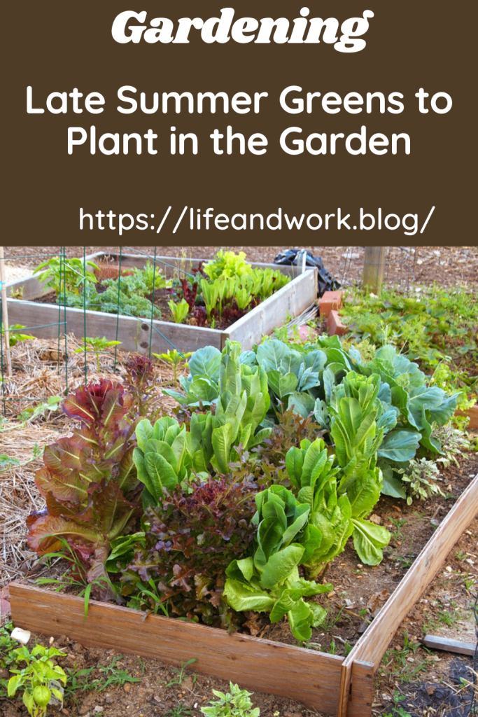 Late Summer Greens to Plant in the Garden