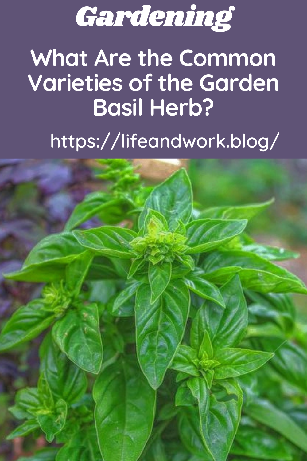 What Are the Common Varieties of the Garden Basil Herb?