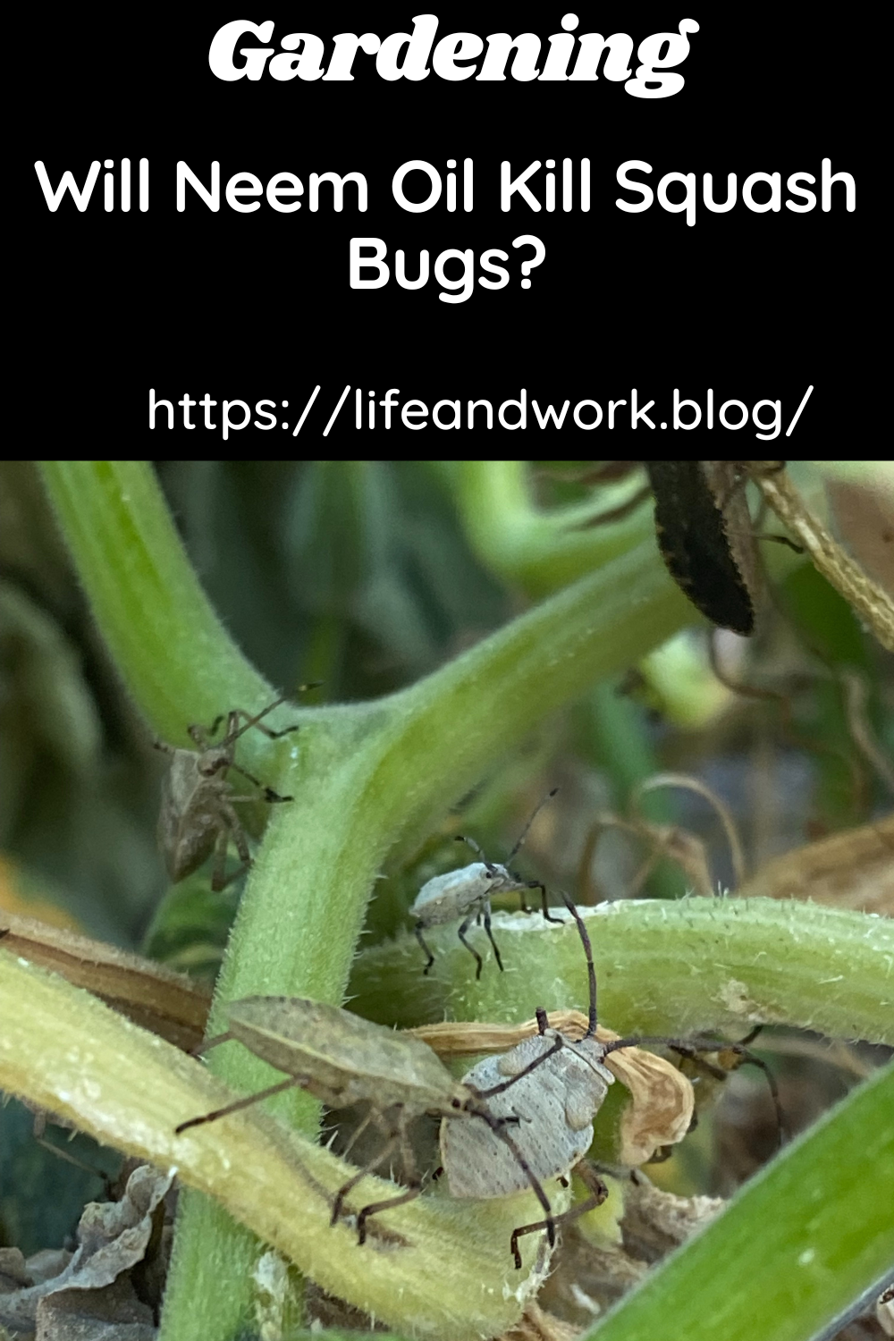Will Neem Oil Kill Squash Bugs?