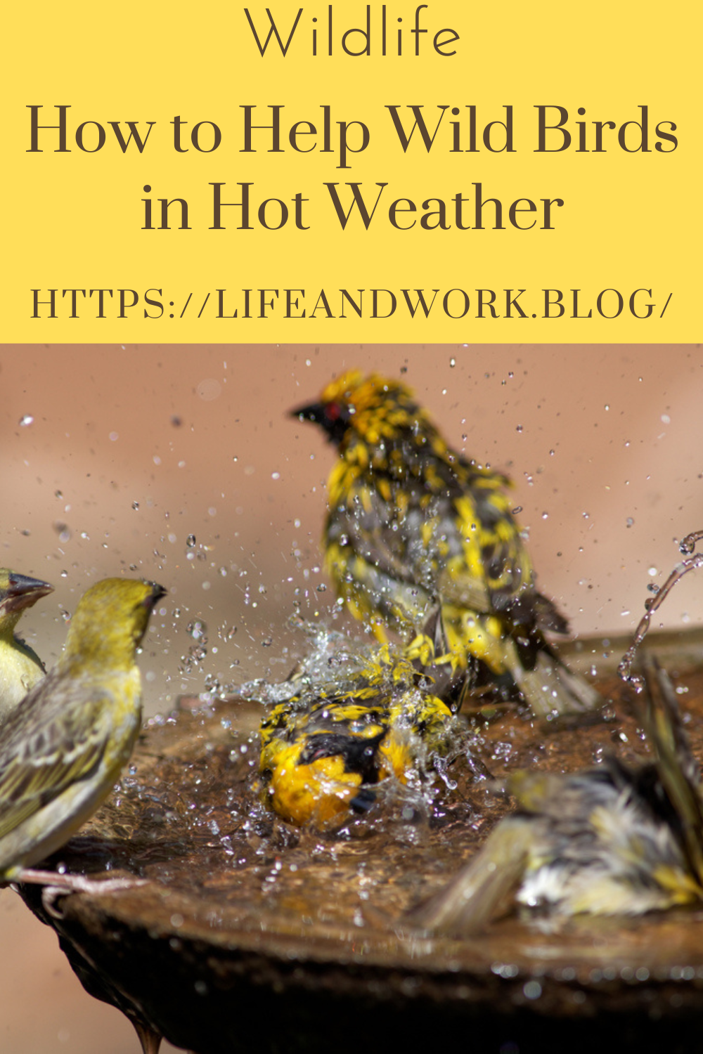 How to Help Wild Birds in Hot Weather