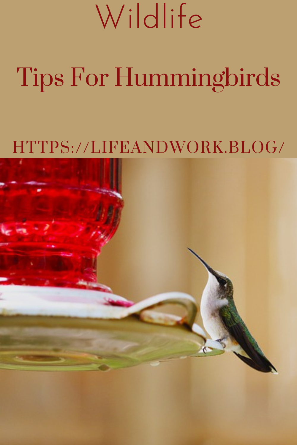Tips For Hummingbirds
