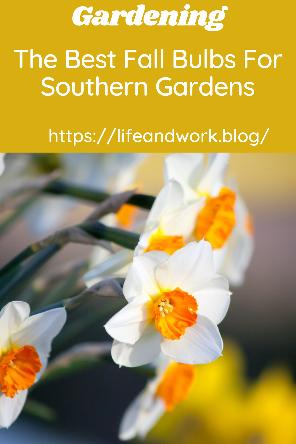 The Best Fall Bulbs For Southern Gardens