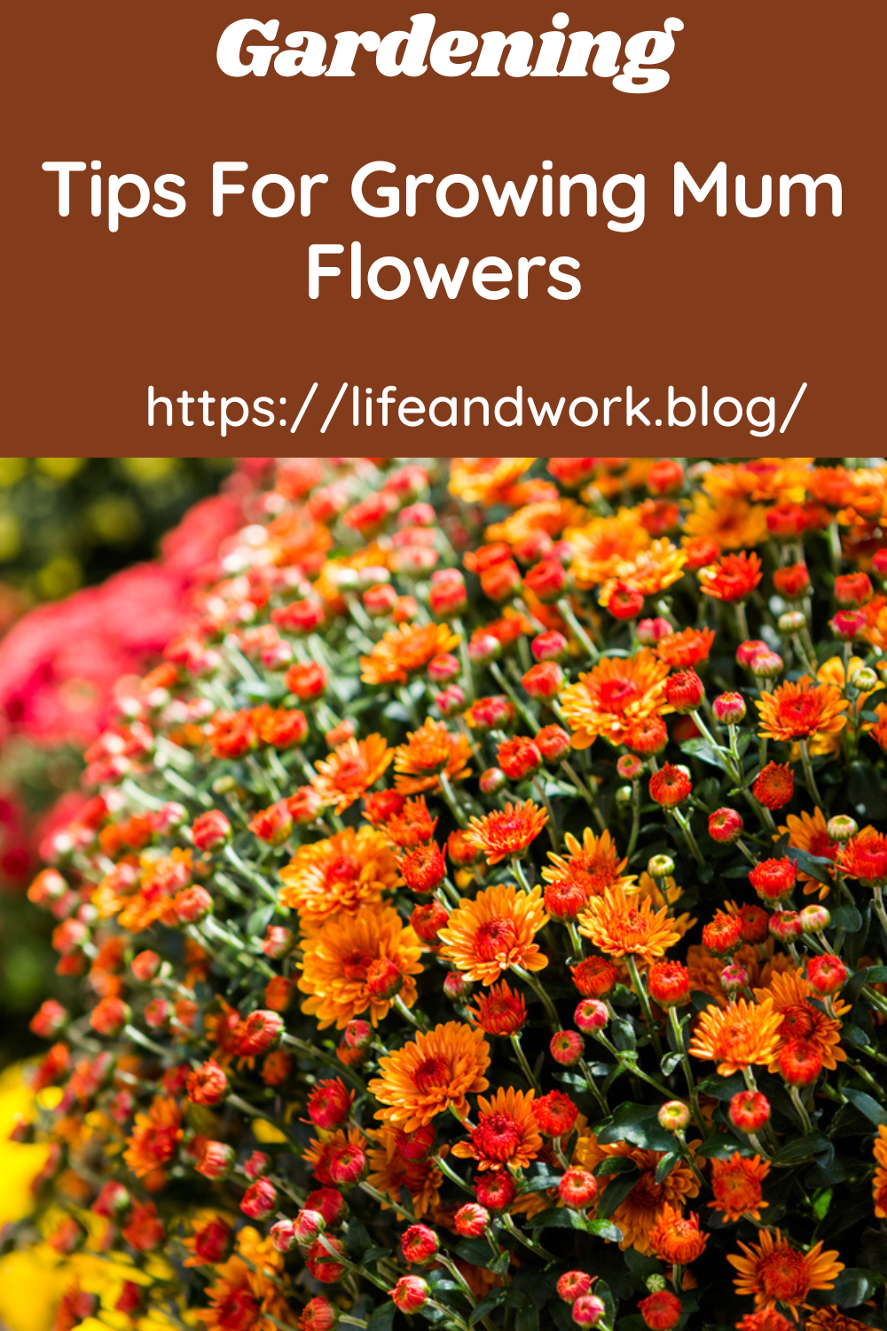 Tips For Growing Mum Flowers