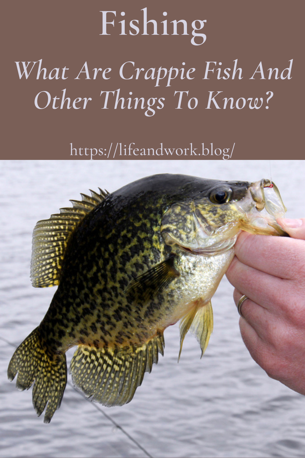 What Are Crappie Fish And Other Things To Know?