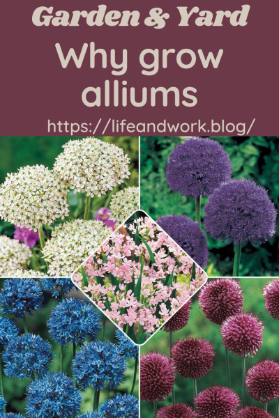 Why Grow Alliums?