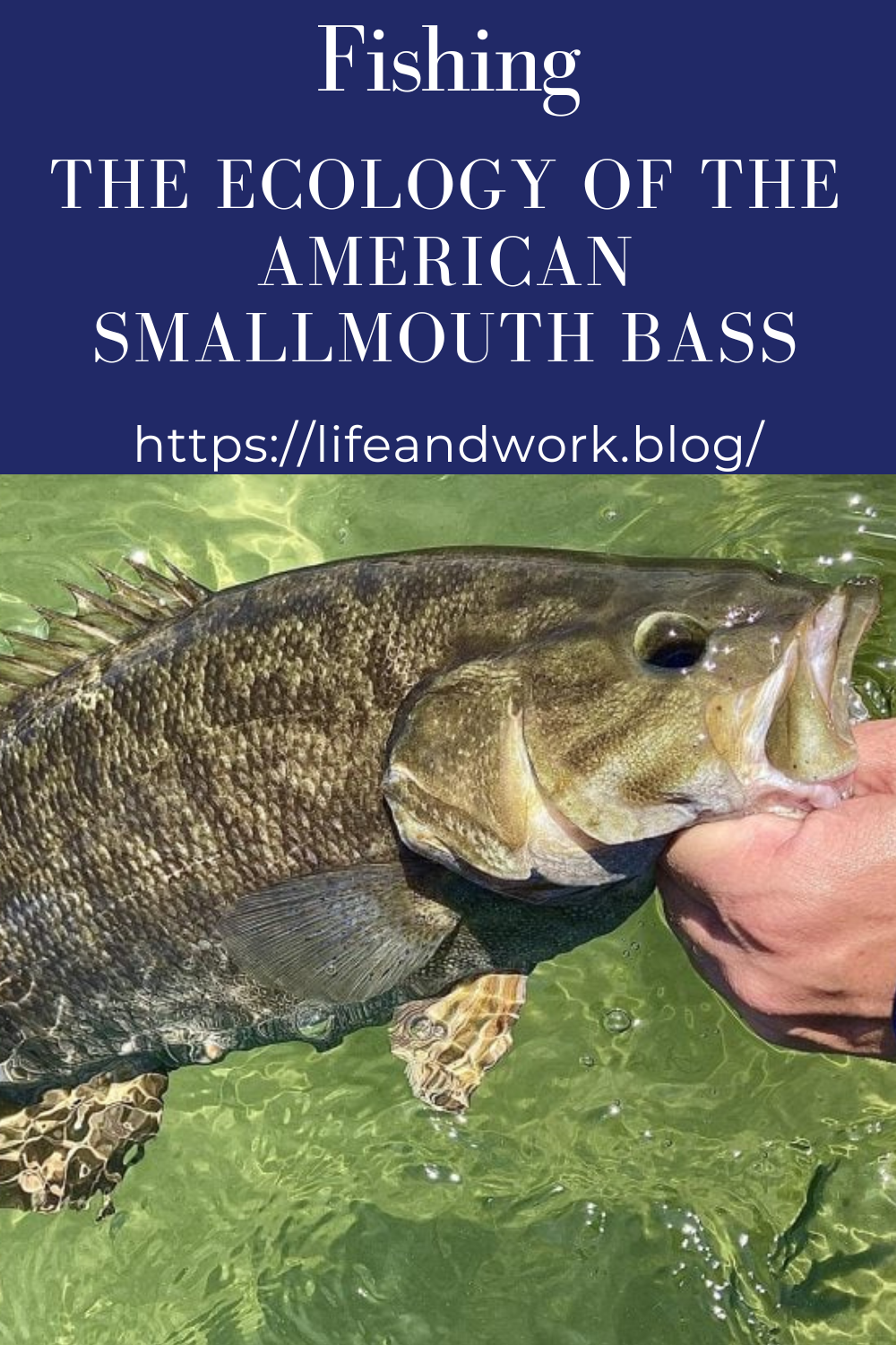 The Ecology of the American Smallmouth Bass