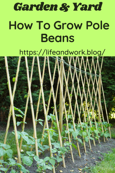 How To Grow Pole Beans