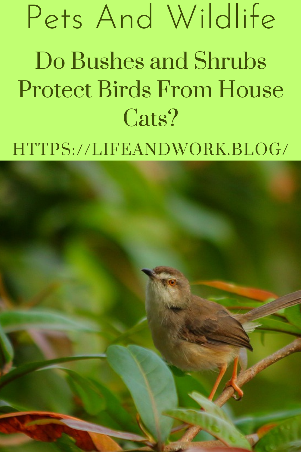 Do Bushes and Shrubs Protect Birds From House Cats?