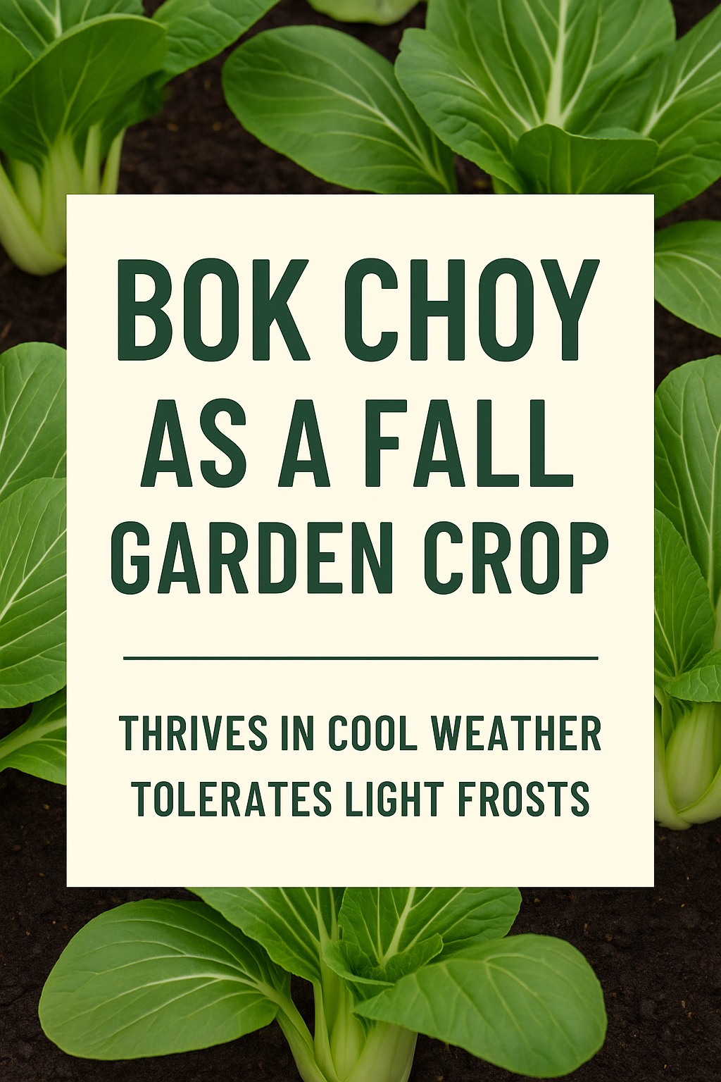 Growing Bok Choy: Your Guide to Fall Planting Success