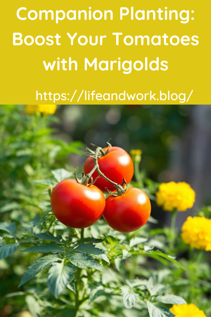 Tomatoes and Marigolds: Natural Pest Control Pairing