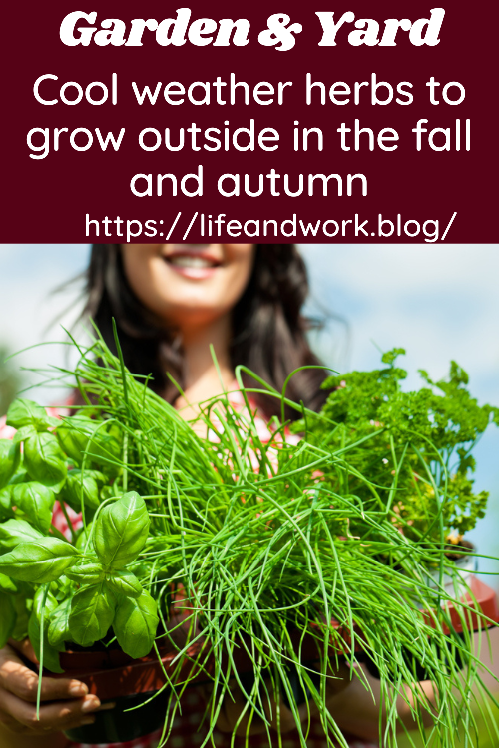 Cool weather herbs to grow outside in the fall and autumn