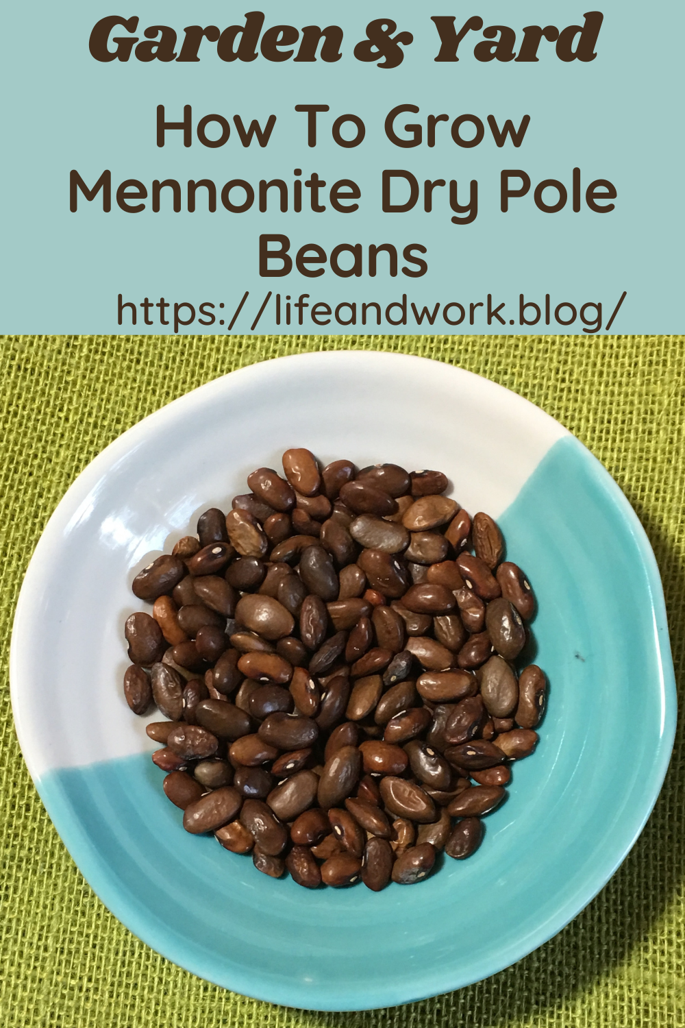 How To Grow Mennonite Dry Pole Beans