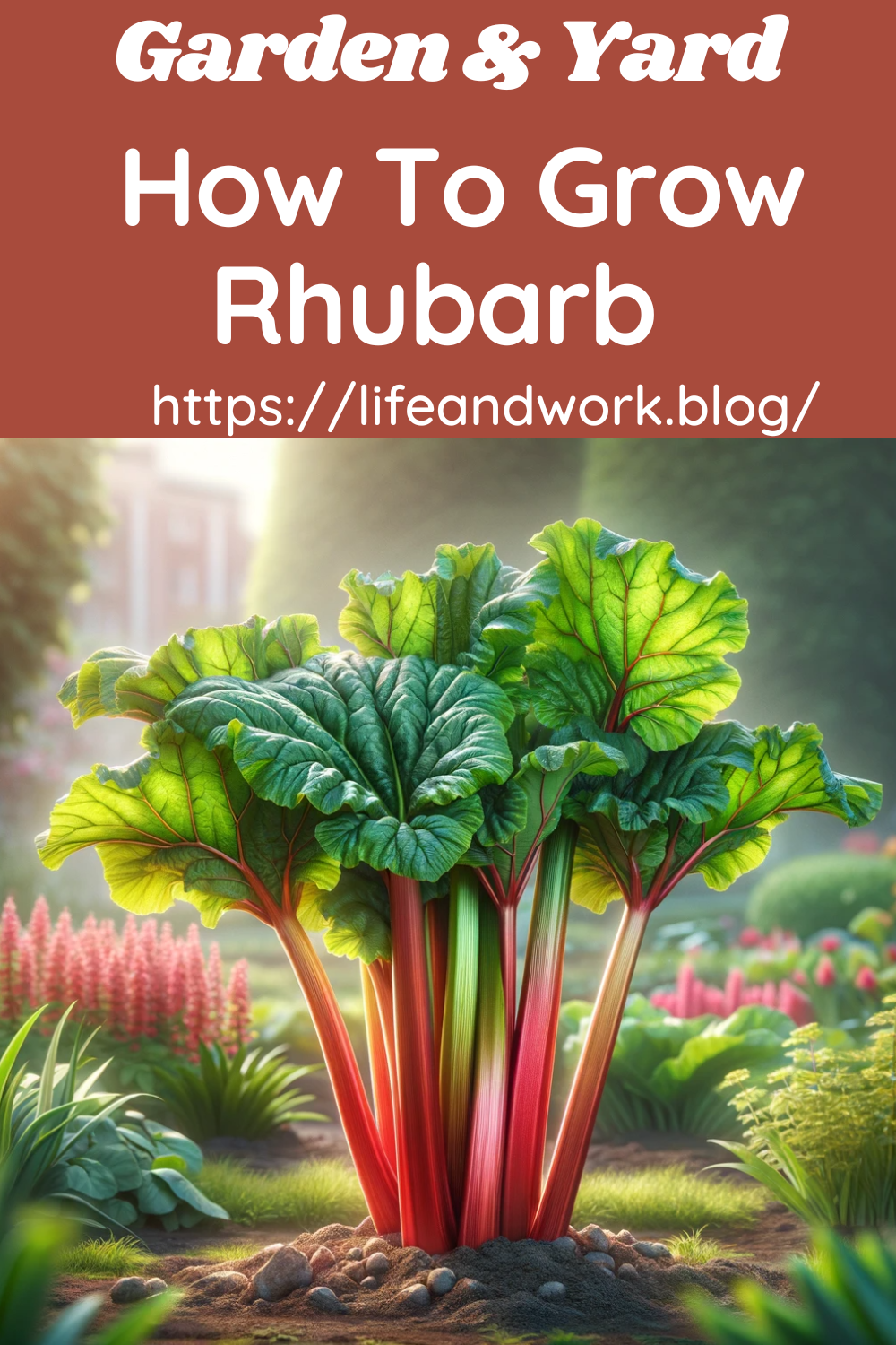 How To Grow Rhubarb