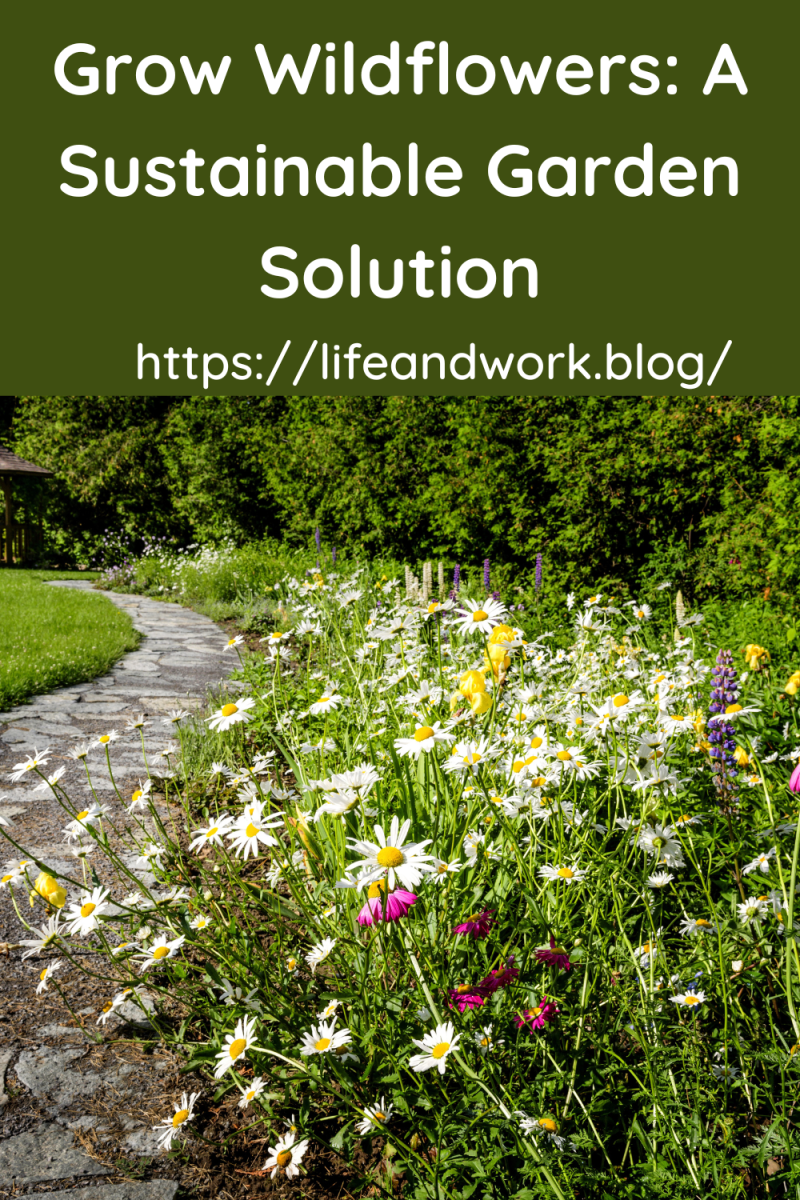 Easy Wildflower Gardening Guide for Pollinators and Beauty