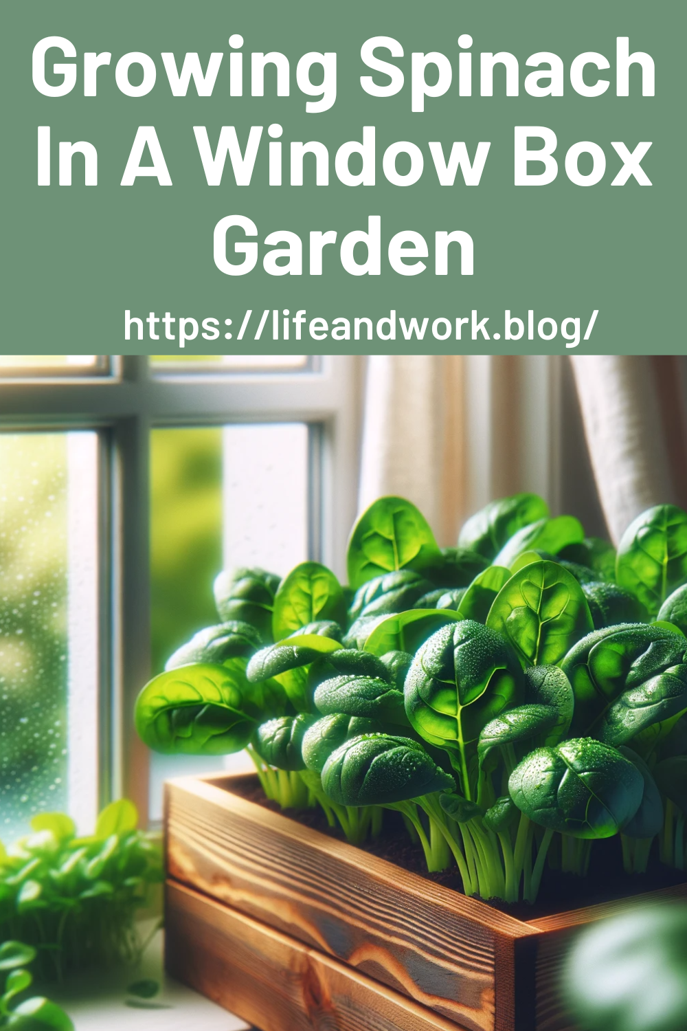 Growing Spinach In A Window Box Garden