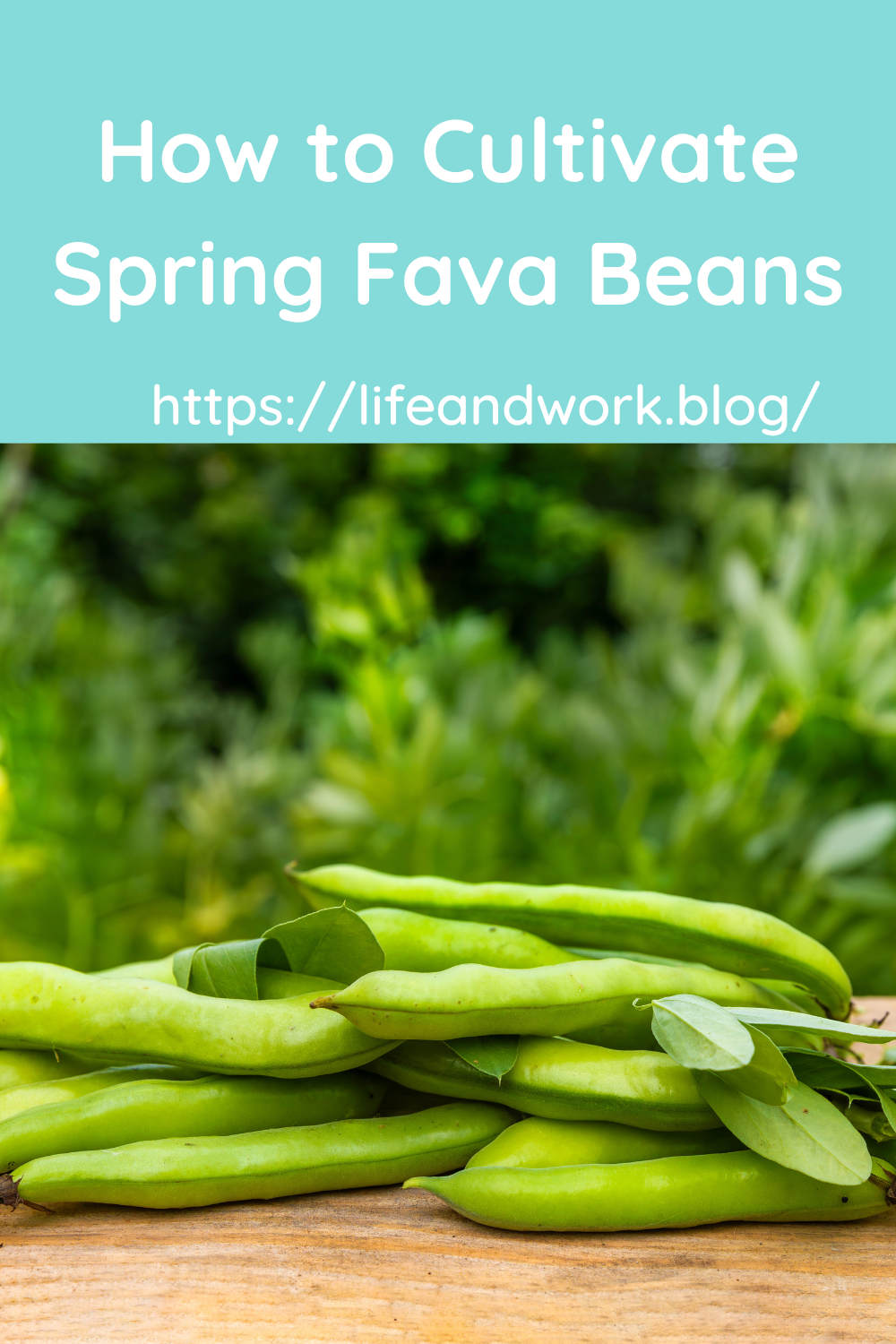 when to plant spring fava beans