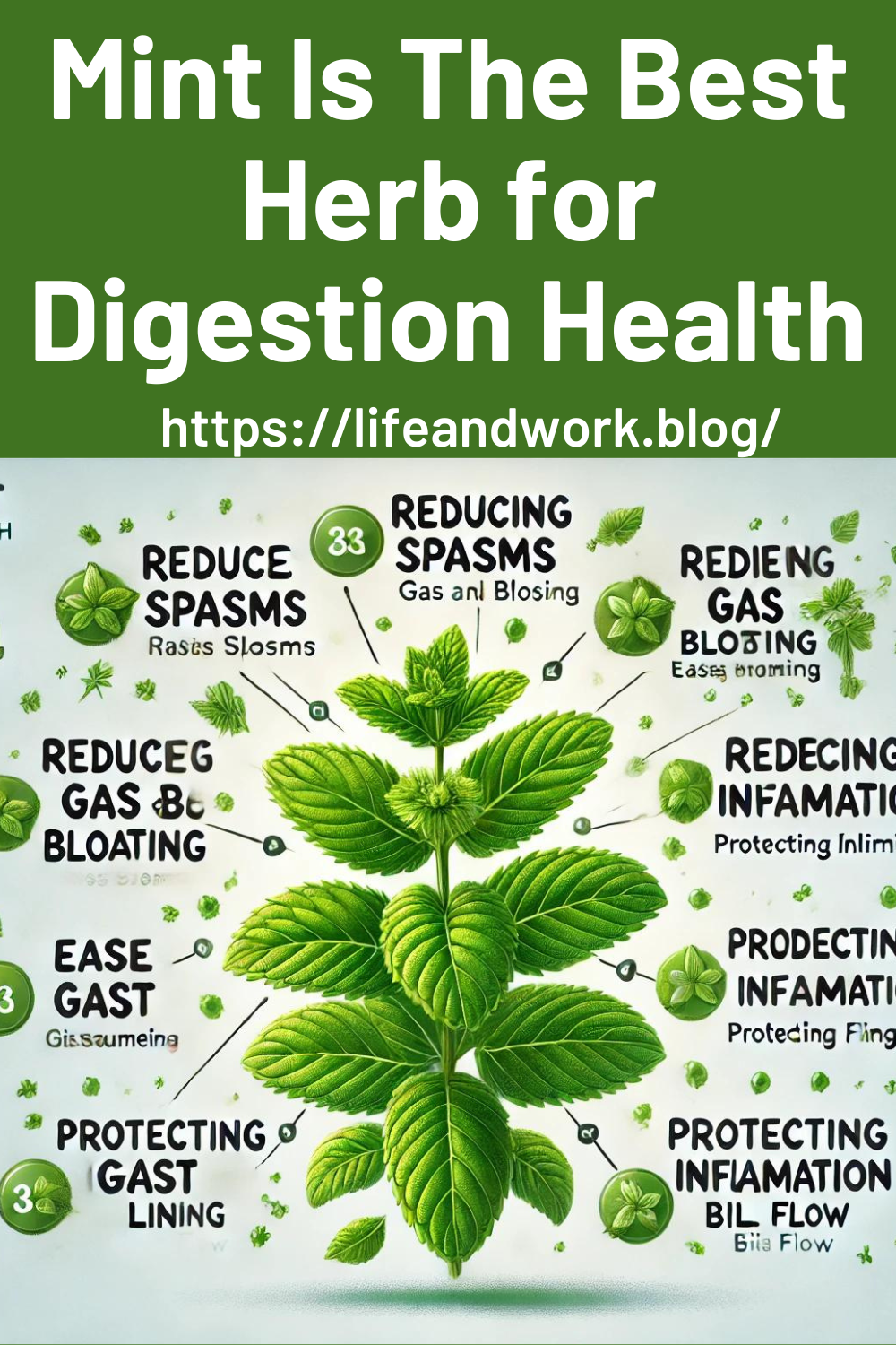 Mint Is The Best Herb for Digestion Health