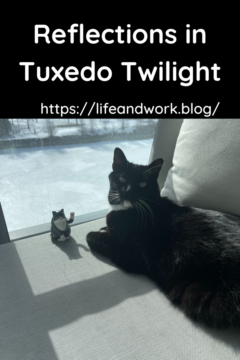 Mystical Tuxedo Cat: A Reflection Unveiled
