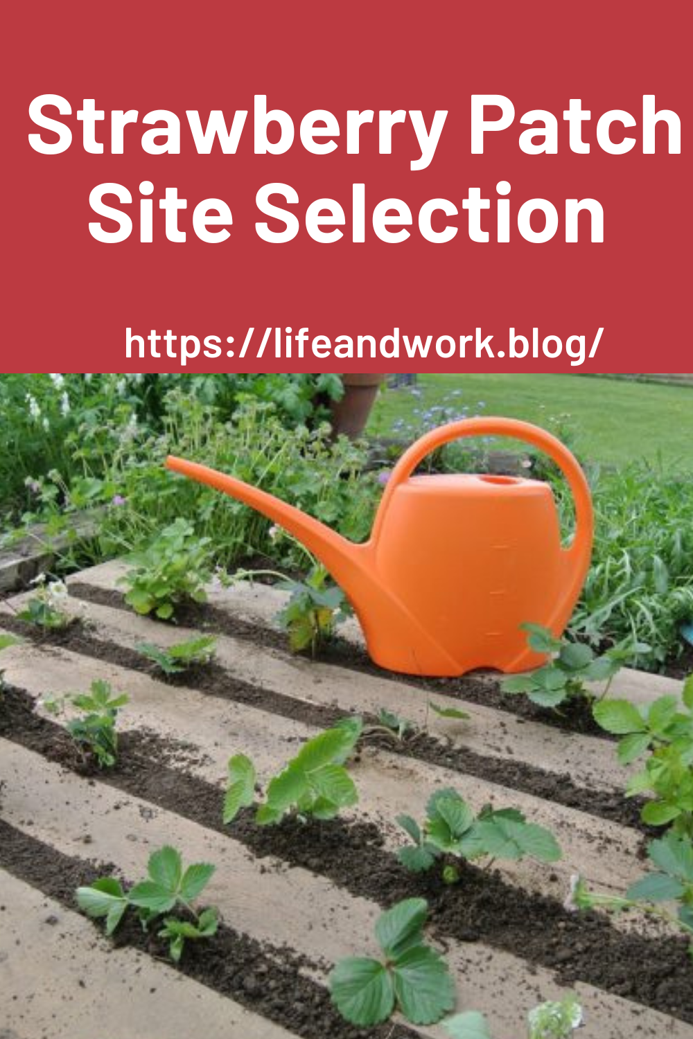 Strawberry Patch Site Selection
