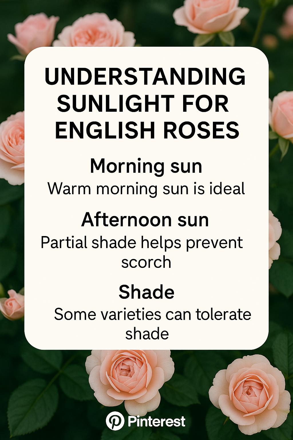 How Sunlight Affects Roses: Essential Growing Tips