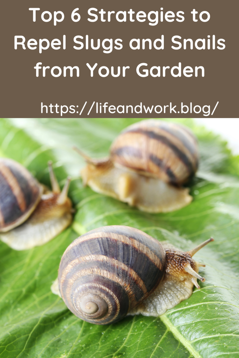 Natural Ways to Keep Slugs Out of Garden