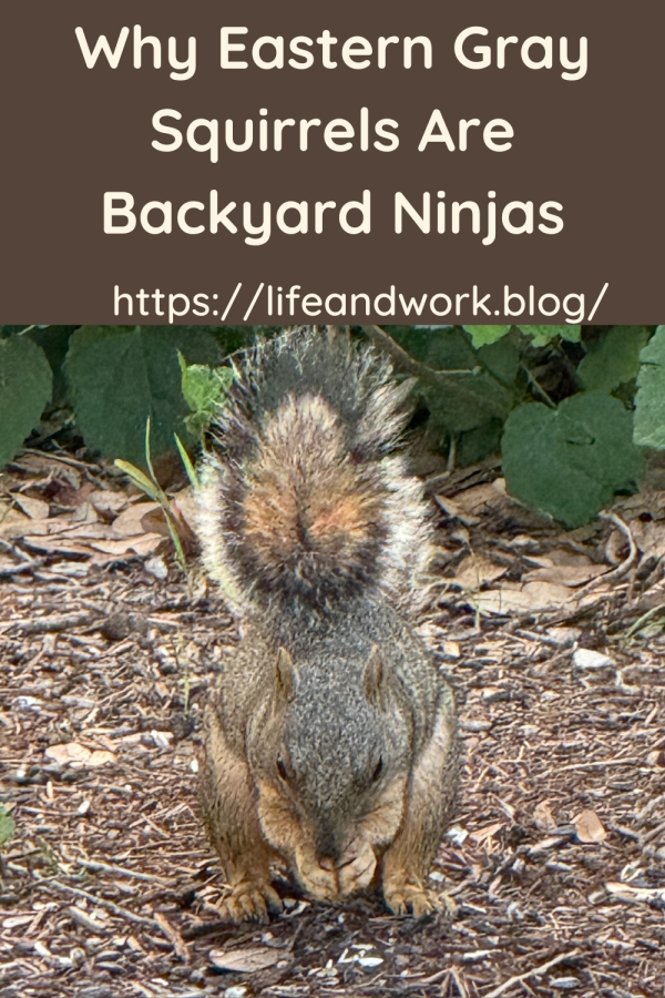 Eastern Gray Squirrels: Nature's Secret Agents Explained